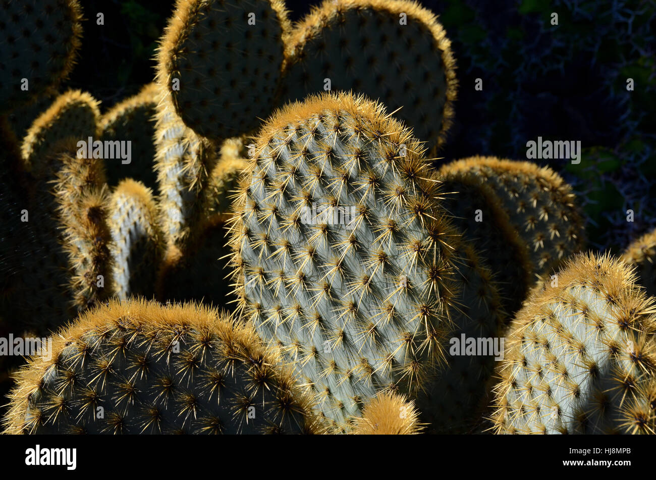 prickle, thorns, cacti, cactus, sting, plant, green, prickle, thorns ...