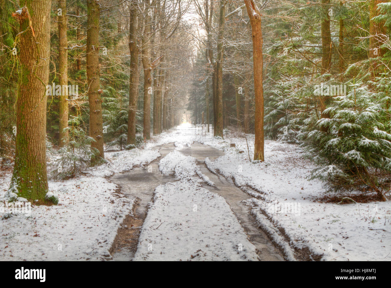 Muddy path with tire tracks, puddles and snow in a forest Stock Photo ...