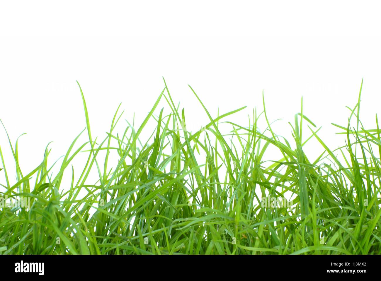 fresh green grass Stock Photo - Alamy