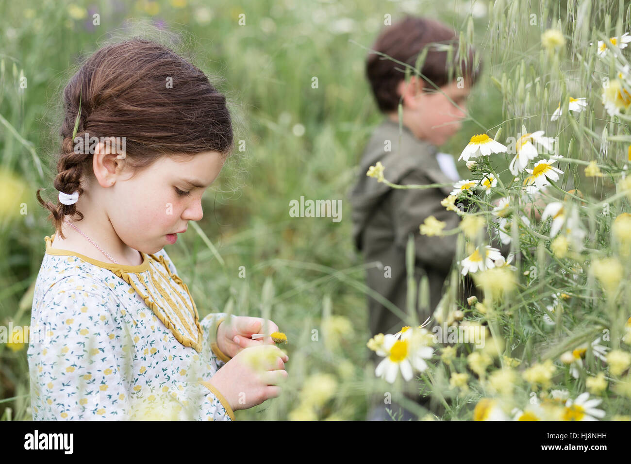 Girl and boy standing in field of daisies Stock Photo - Alamy