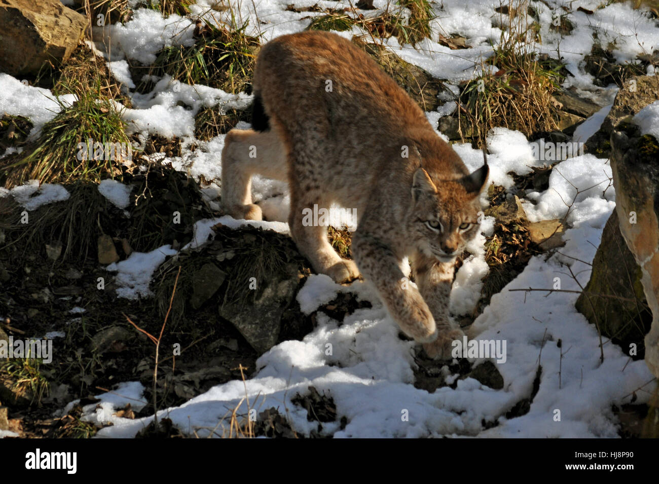 animal, mammal, animals, skin, predator, cat, big cat, feline predator ...