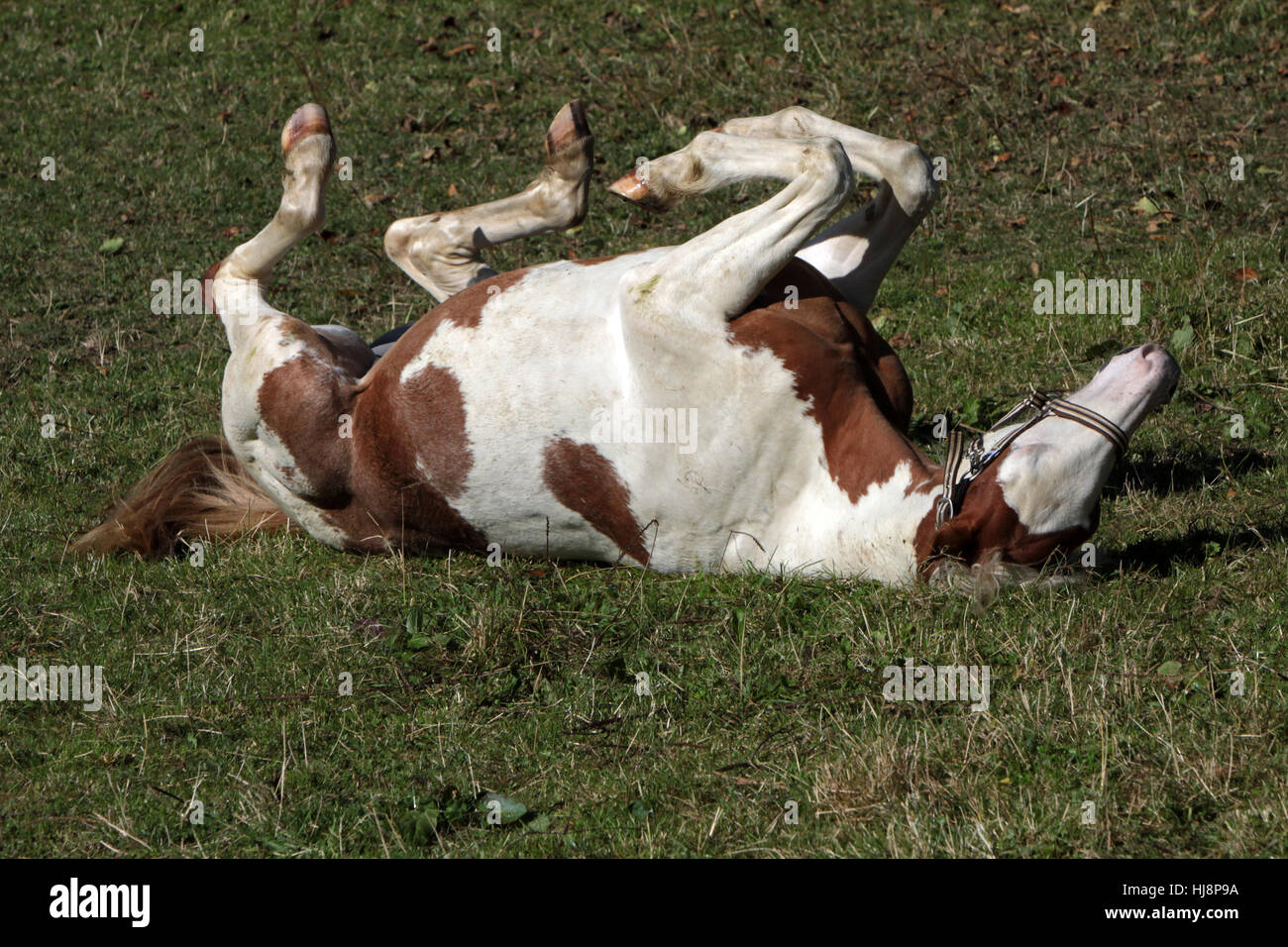 brown white pinto Stock Photo - Alamy