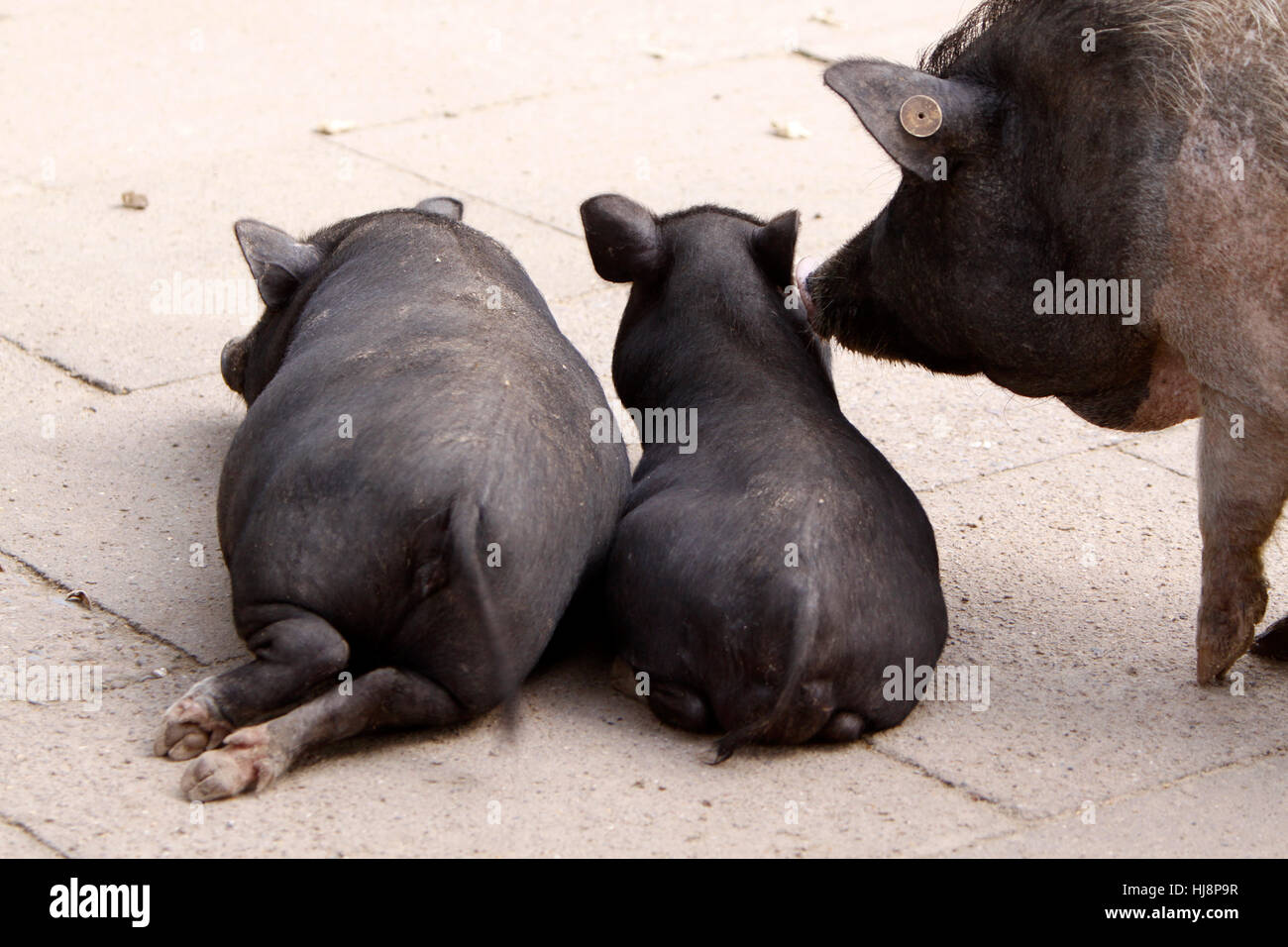 lie, lying, lies, back, farm animal, bristles, pigs, bristly, bottom ...