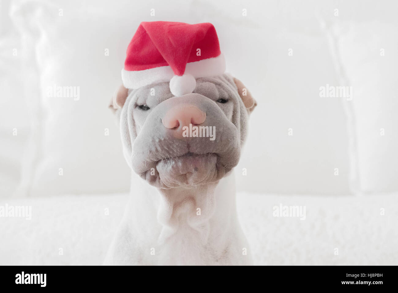 Dog dressed as santa hi-res stock photography and images - Alamy