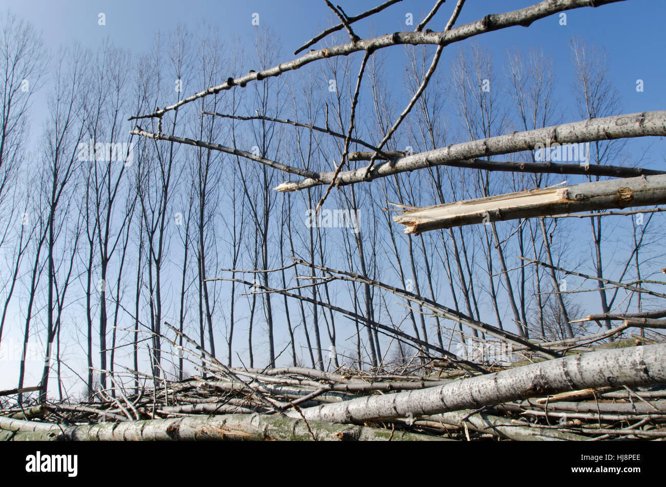 blue, detail, environment, enviroment, tree, industry, wood, trunk ...