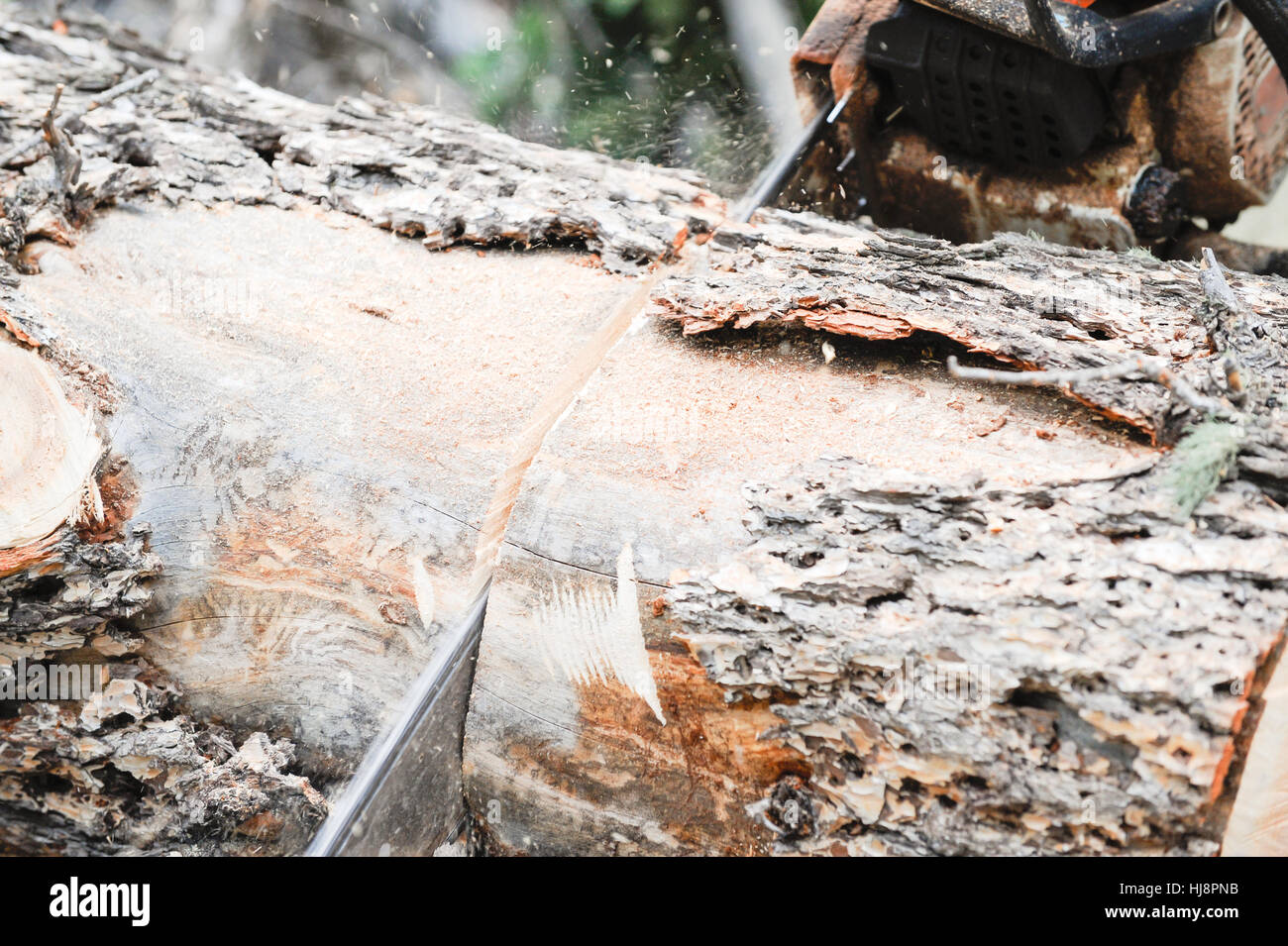 Chainsaw damage hi-res stock photography and images - Alamy