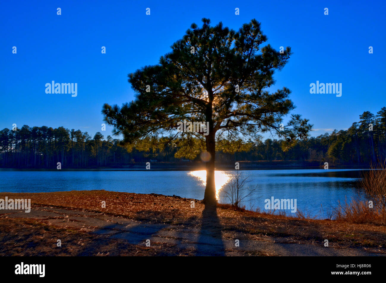 sunlight through the tree on a rural lake Stock Photo - Alamy