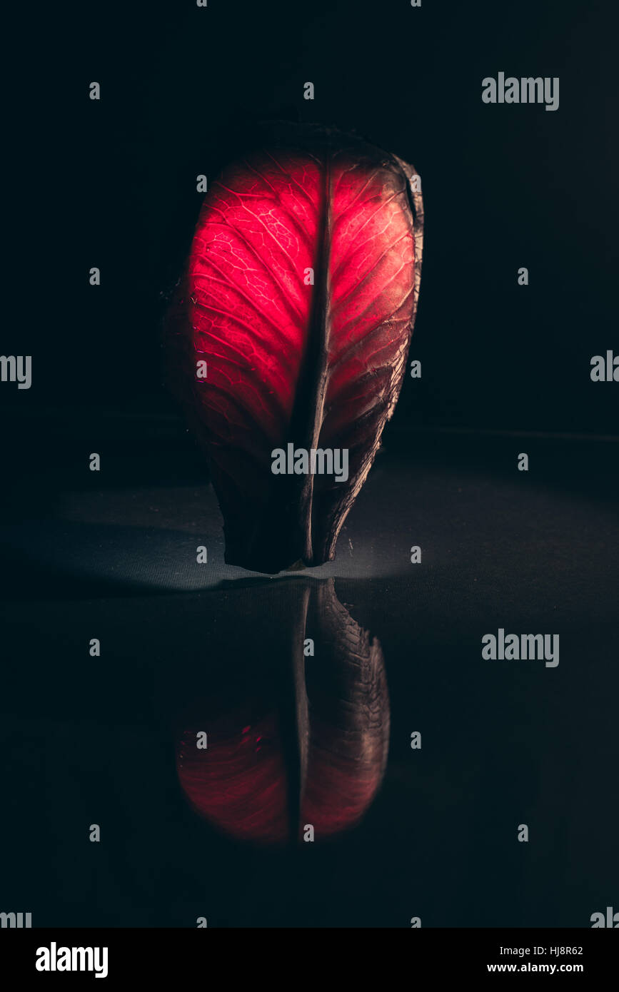 Cabbage Heart High Resolution Stock Photography and Images - Alamy