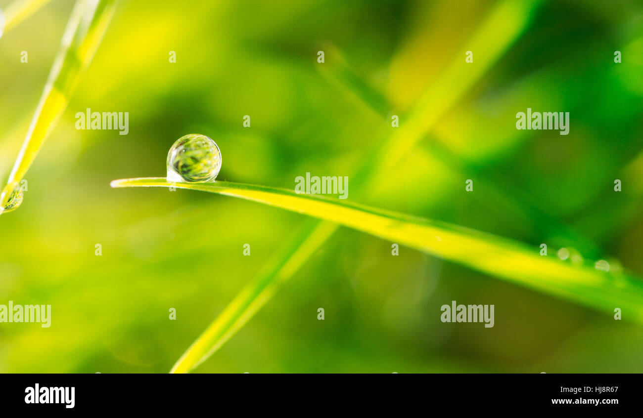 Dew drop on blade of grass close up Stock Photo - Alamy