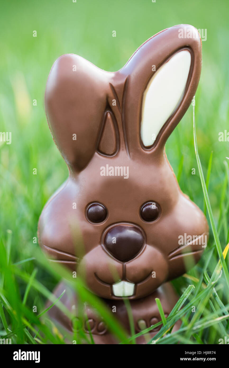 Cute chocolate bunny nestled in the grass Stock Photo - Alamy