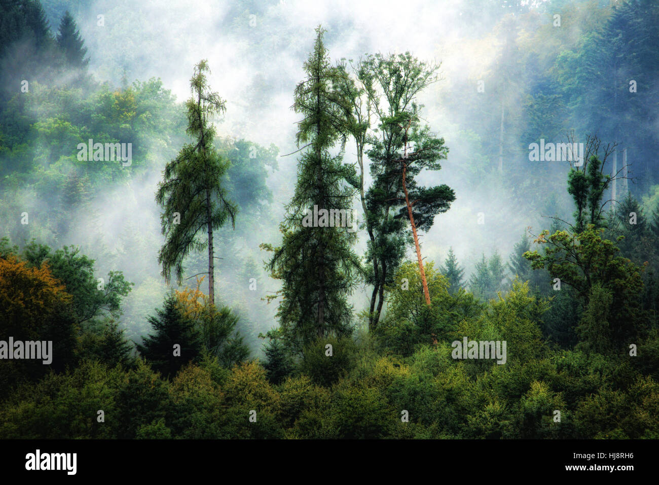 Forest landscape, Baden, Aargau, Switzerland Stock Photo - Alamy