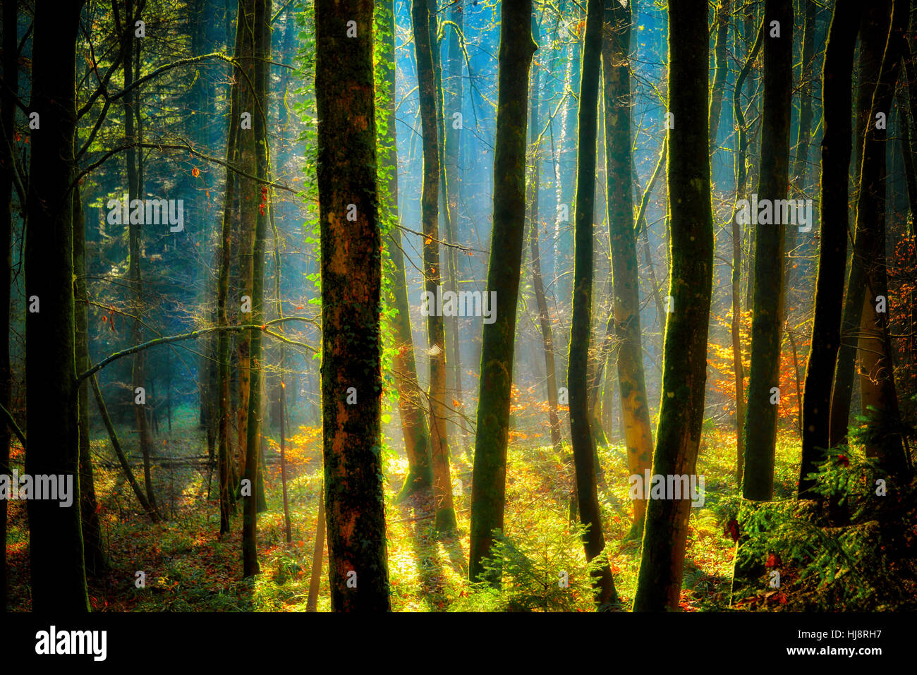 Forest landscape, Baden, Aargau, Switzerland Stock Photo - Alamy