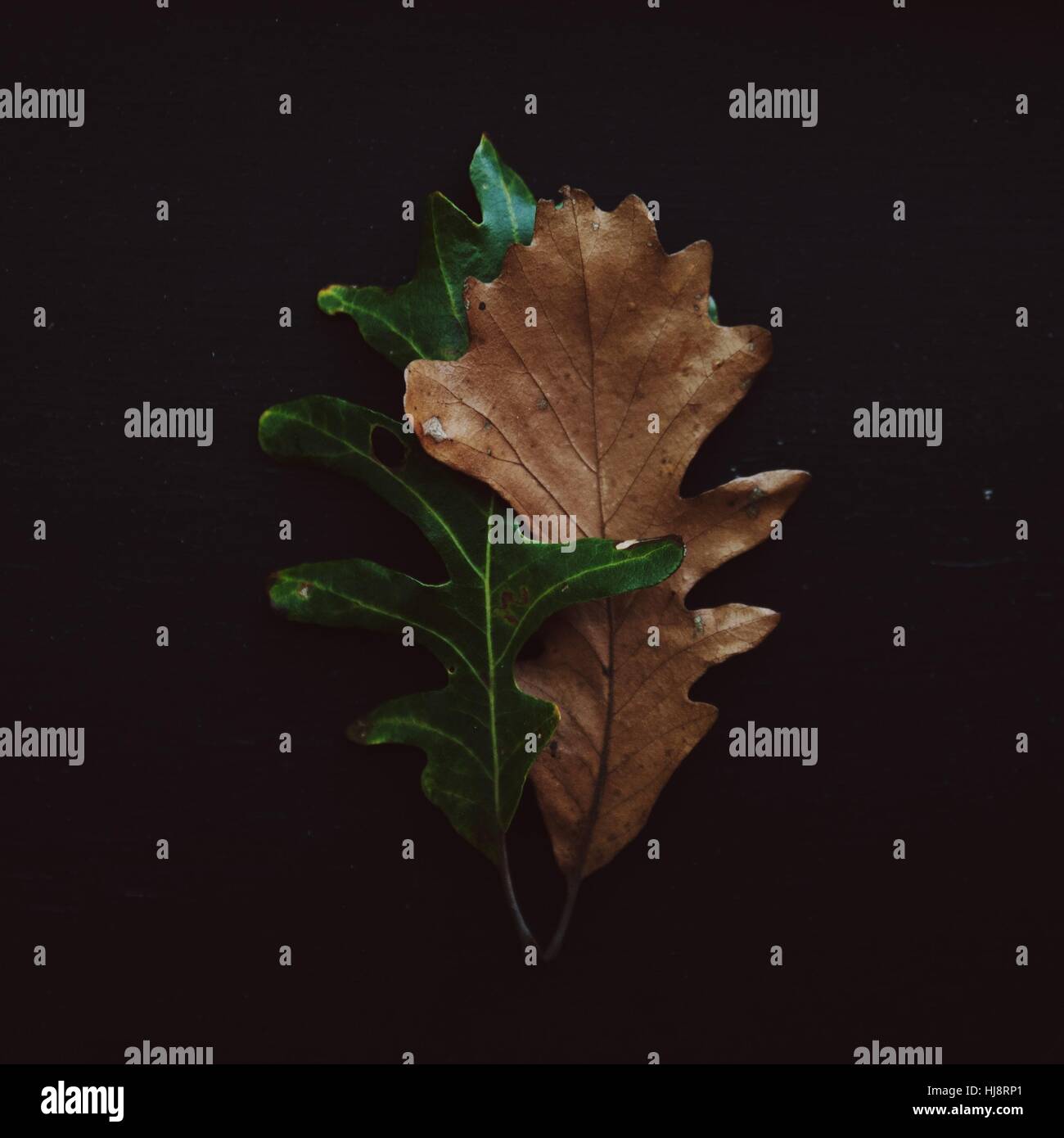 Intertwined nature hi-res stock photography and images - Alamy