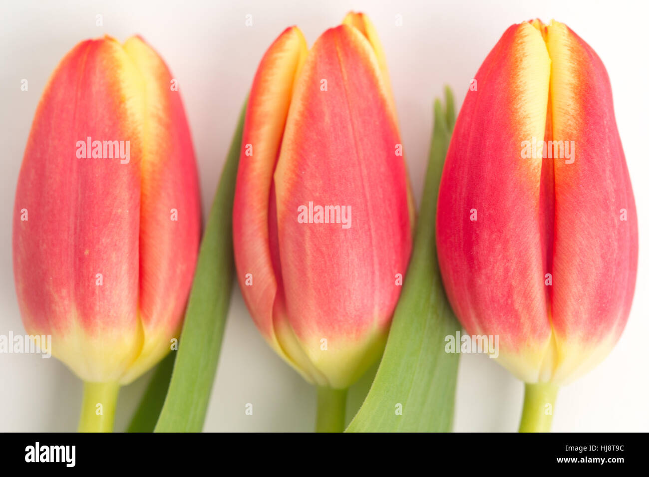 Three blooming tulips close up Stock Photo - Alamy