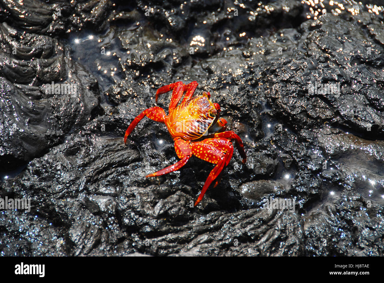 Sally Lightfoot crab crawling across rocks, Galapagos Islands, Ecuador ...