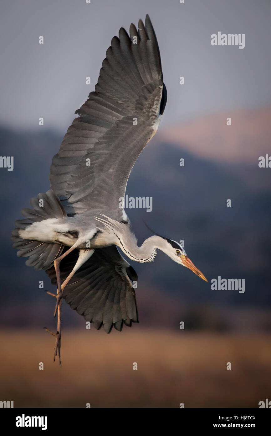 Grey Heron in Flight, South Africa Stock Photo - Alamy