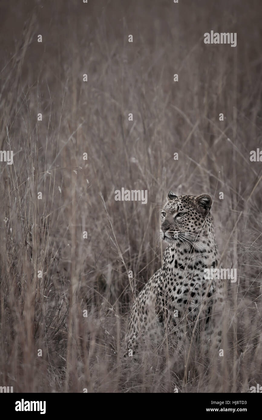 Leopard in the bush, South Africa Stock Photo - Alamy