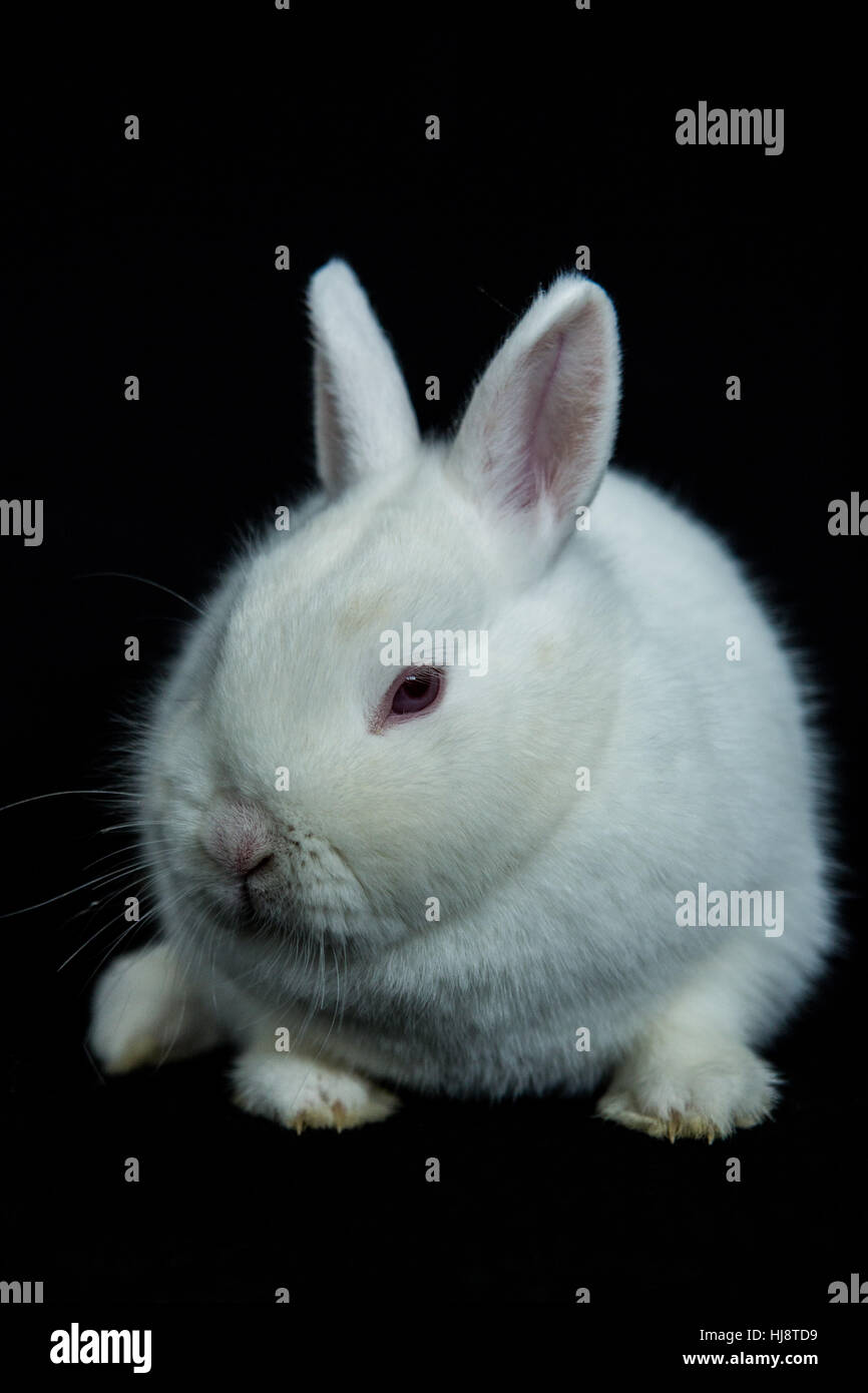 Pet vienna white rabbit with albinism on black background Stock Photo ...