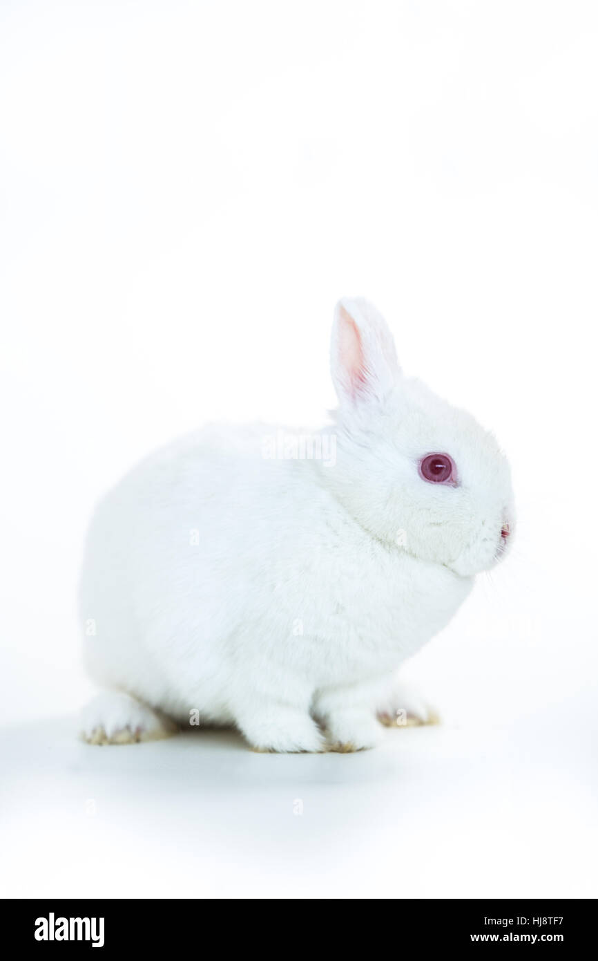 White rabbit sitting against white background Stock Photo - Alamy