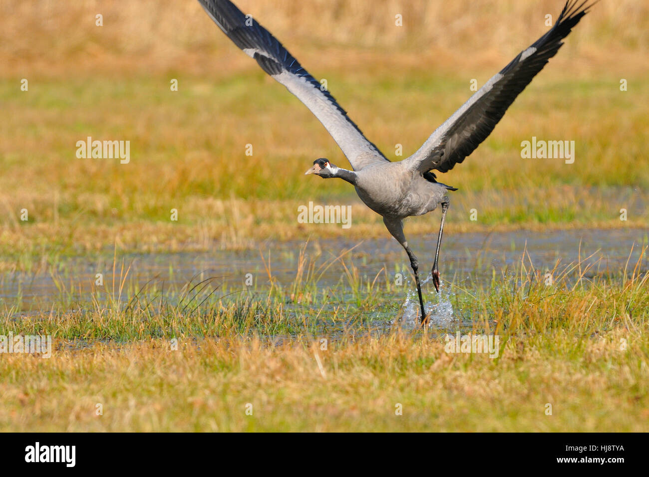 Europischer kranich hi-res stock photography and images - Alamy