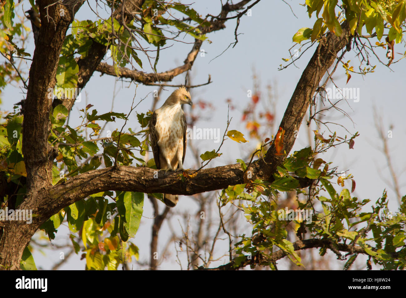 Changeable Hawk-eagle or Crested Hawk-eagle (Nisaetus cirrhatus ...