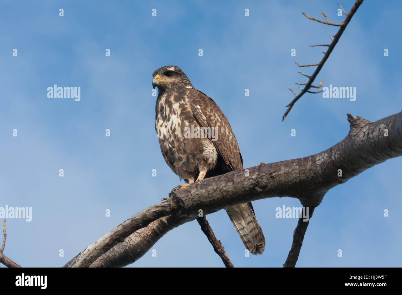 Cuban black hawk in hi-res stock photography and images - Alamy