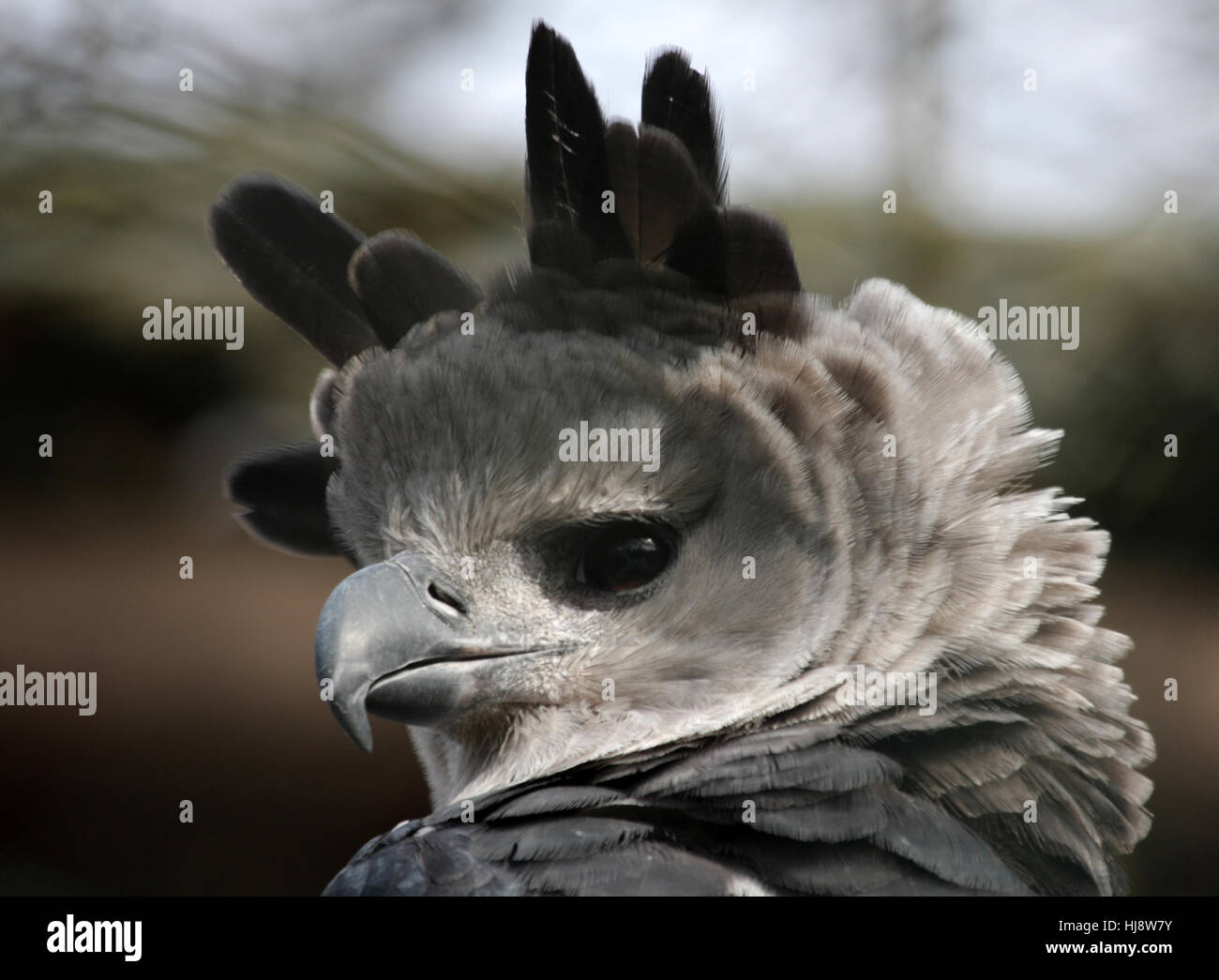 bird, portrait, birds, raptor, feathering, south america, bird ...
