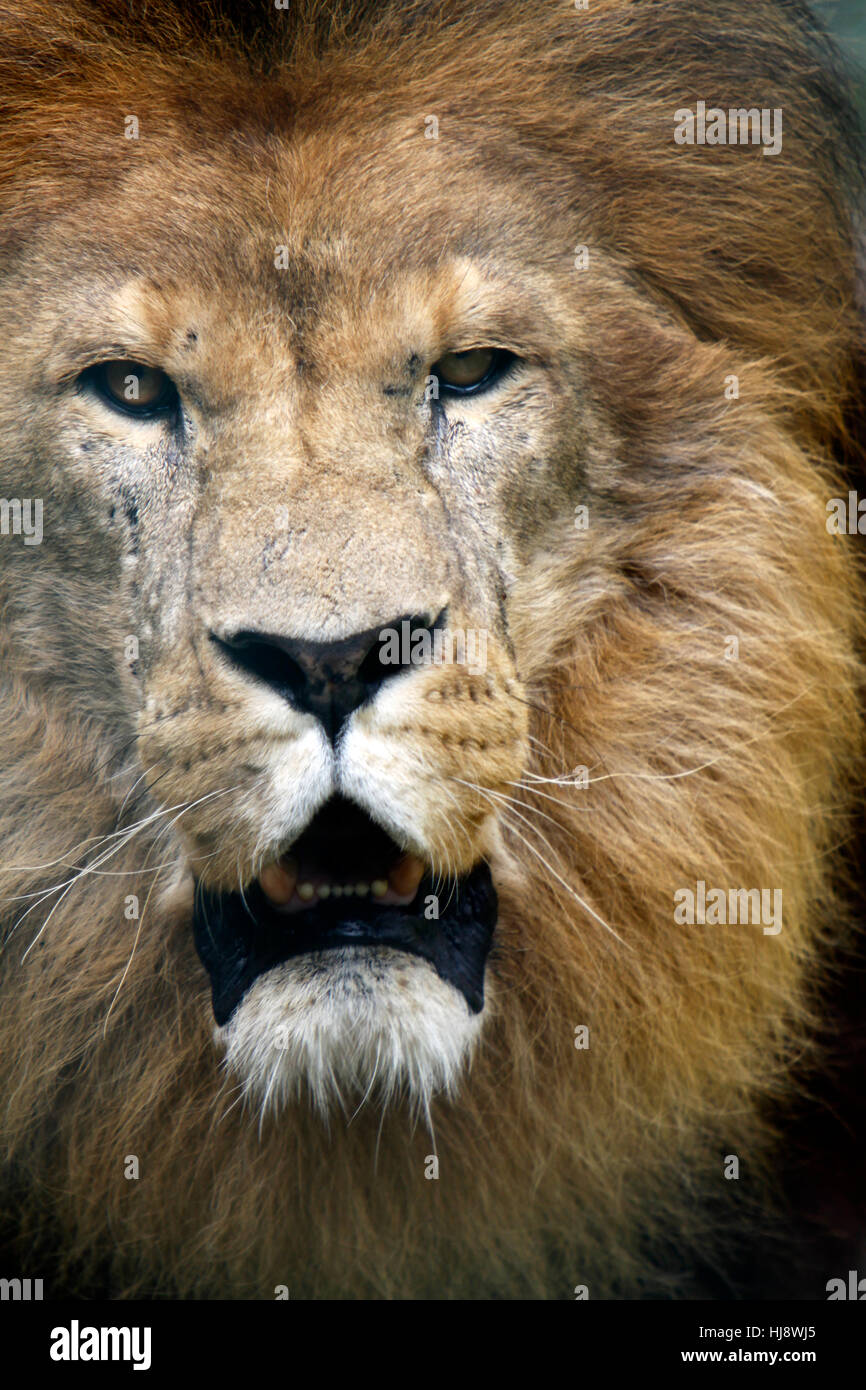 lion, cat, big cat, feline predator, predator, mane, pussycat, domestic ...