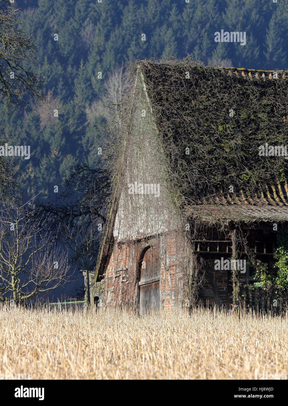 enchanted kate ii Stock Photo - Alamy