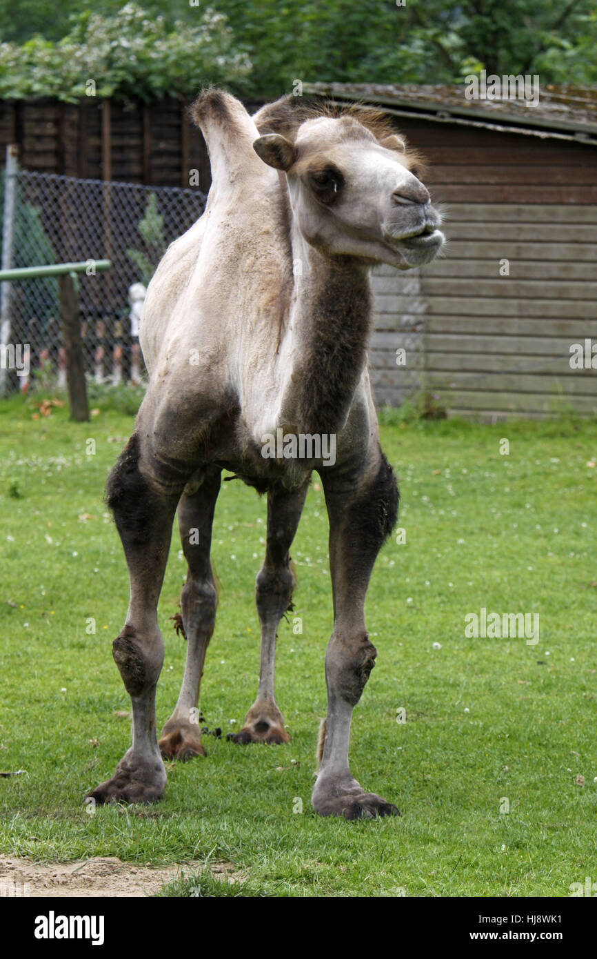camel, bactrian, pack animal, beast of burden, animal, mammal, brown ...