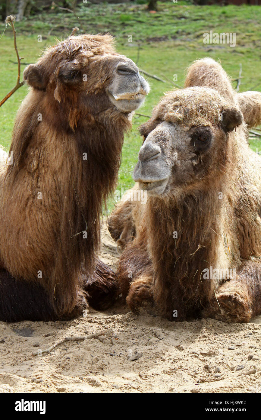 camel, camels, bactrian, couple, pair, two, animal, mammal, brown ...