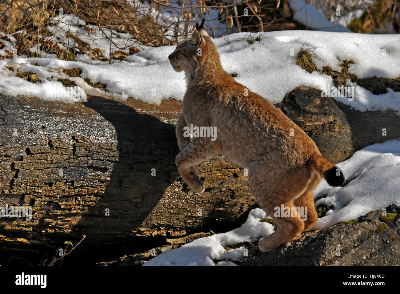 animal, mammal, big cat, feline predator, skin, predator, cat, lynx ...