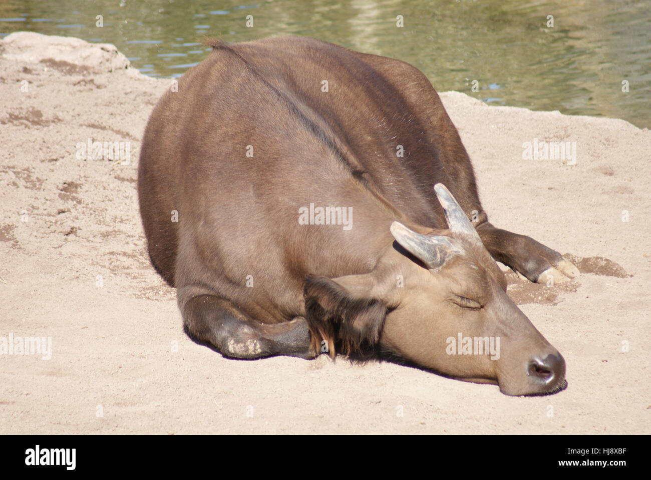 animal, brown, brownish, brunette, africa, African, buffalo, beast, red ...
