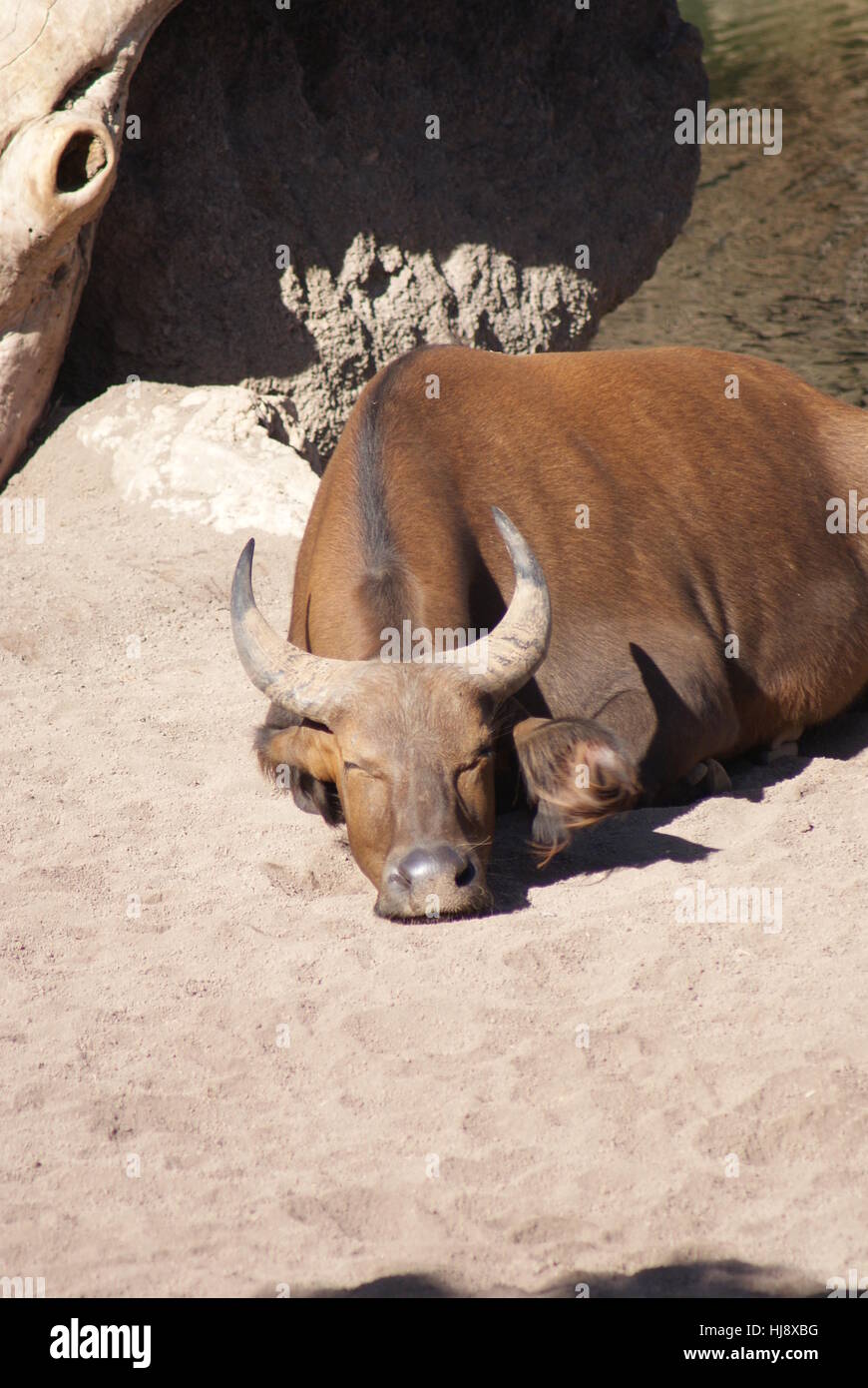 animal, brown, brownish, brunette, africa, African, buffalo, beast, red ...