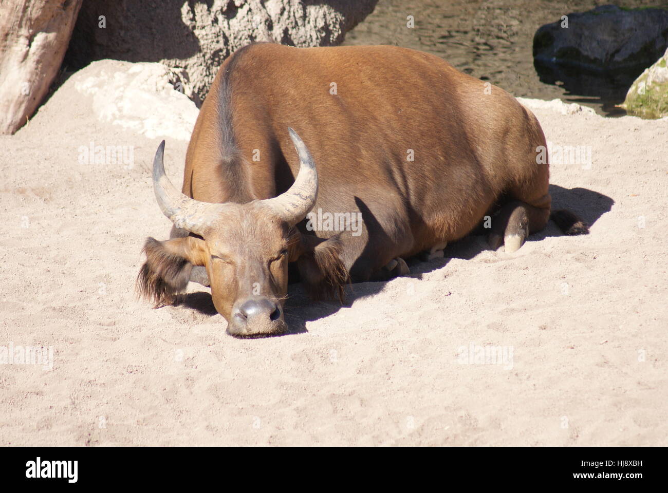 animal, brown, brownish, brunette, africa, African, buffalo, beast, red ...