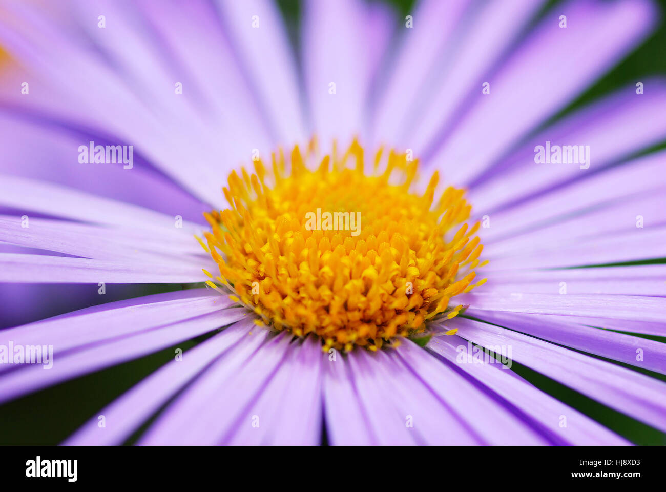 blue, leaf, colour, park, flower, plant, bloom, blossom, flourish ...