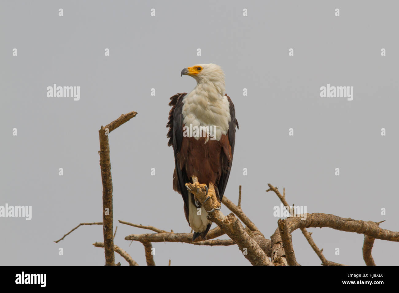 African Fish Eagle (Haliaeetus vocifer) or African Sea Eagle Stock ...
