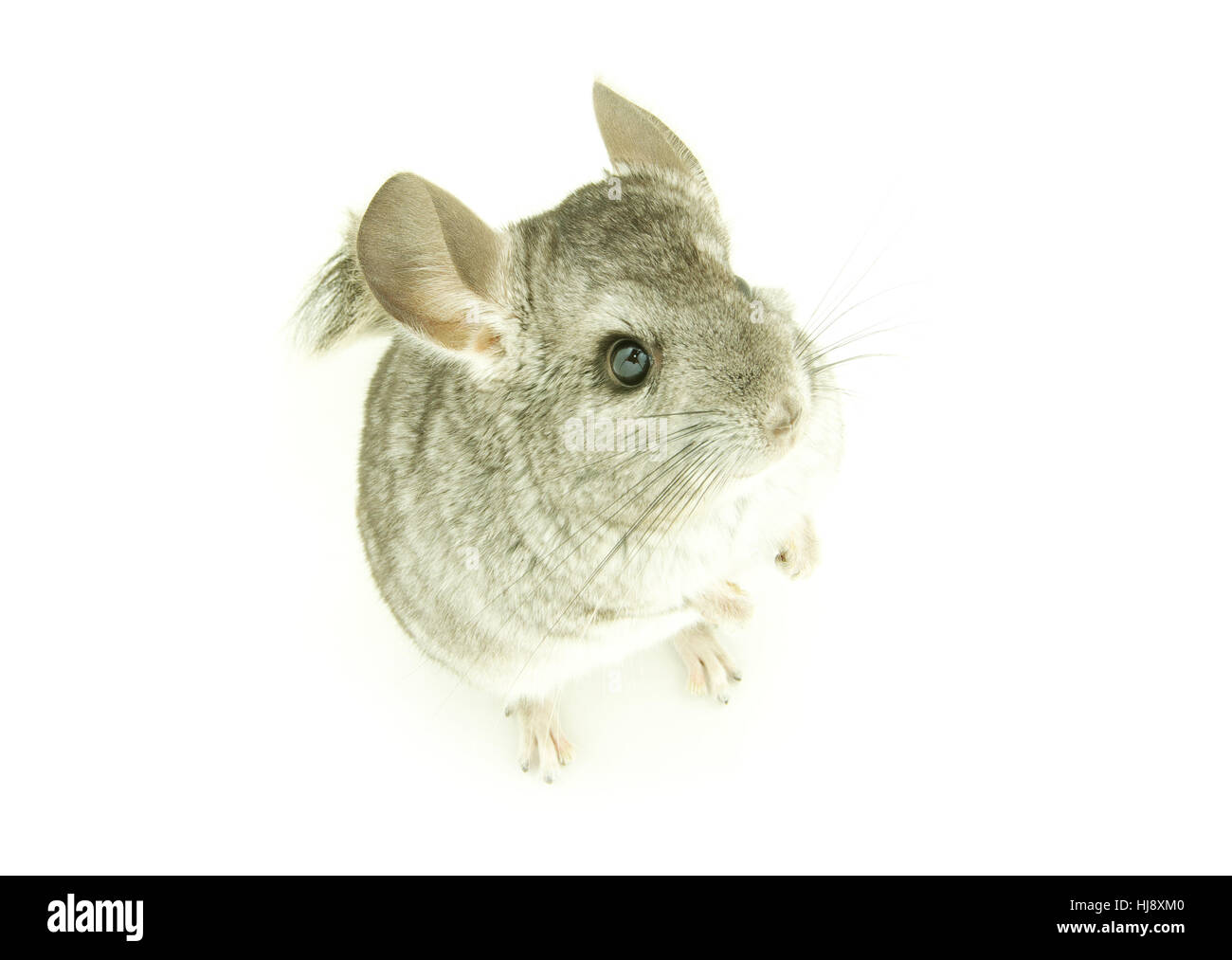 gray chinchilla isolated on white Stock Photo - Alamy