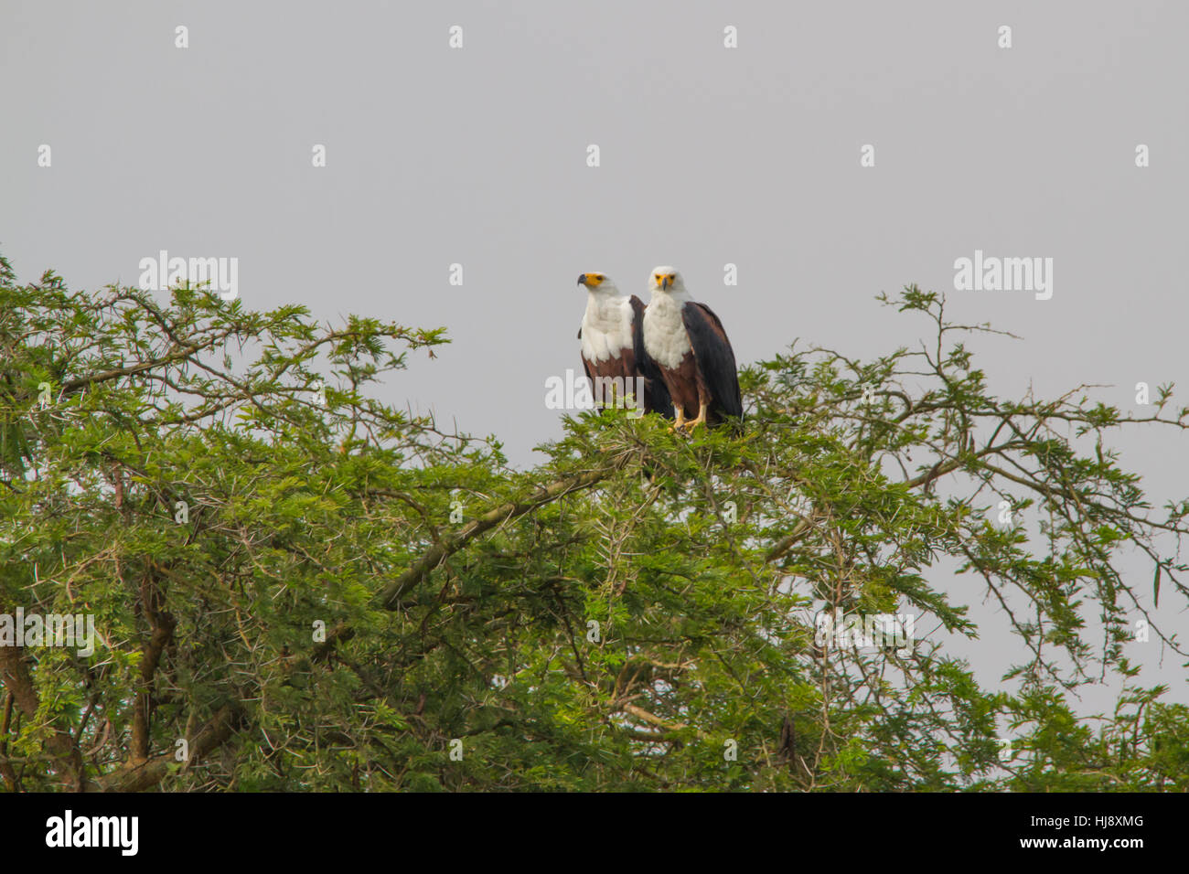 African sea eagles hi-res stock photography and images - Alamy
