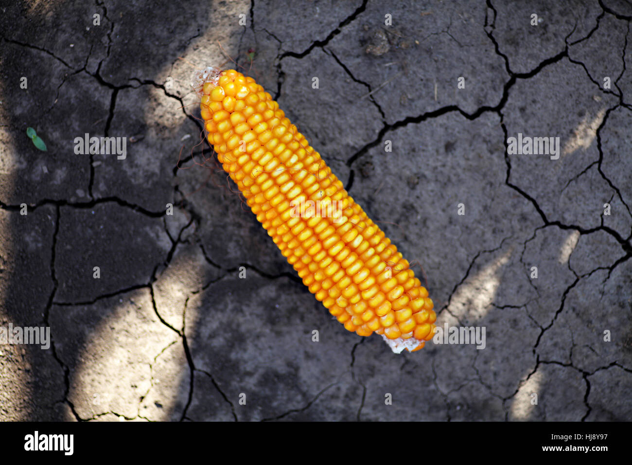 food, aliment, agriculture, farming, vegetable, farm, corn, eating, eat ...