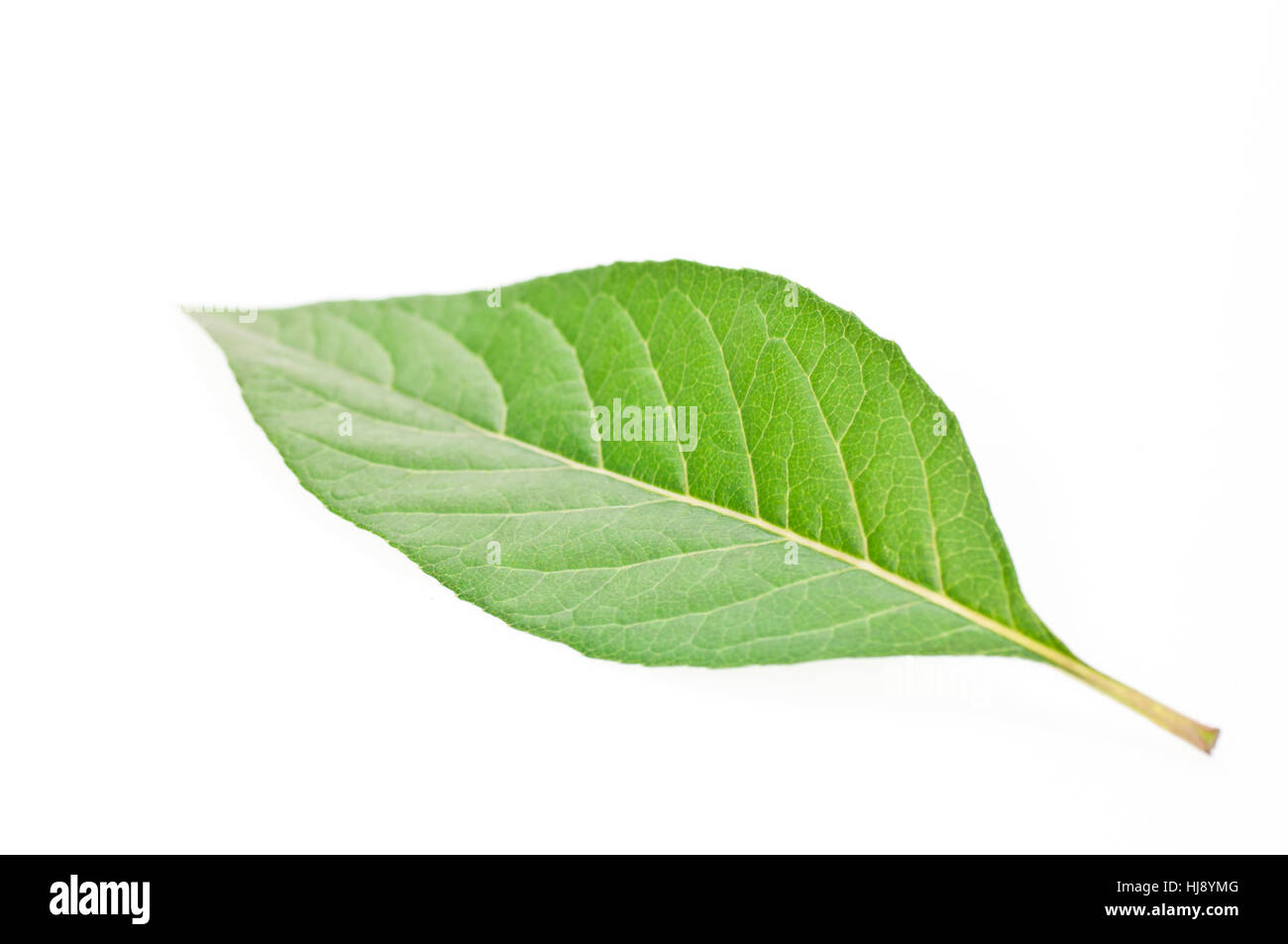 leaf, single, isolated, lawn, green, backdrop, background, white ...