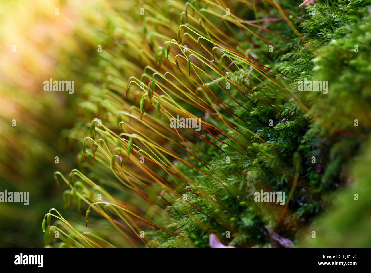 hypnum cupressiforme - cupressiforme hypnum Stock Photo - Alamy