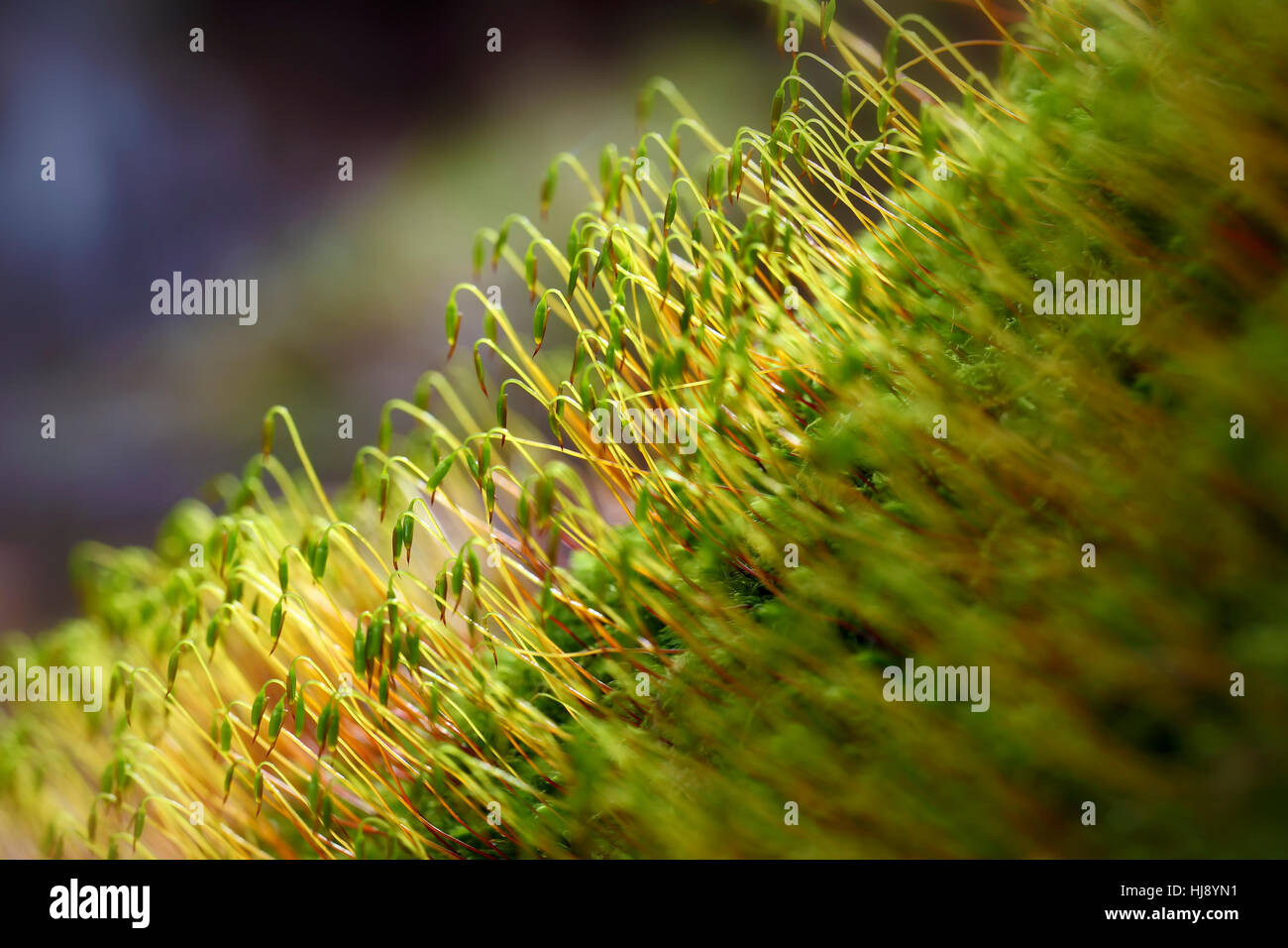 hypnum cupressiforme - cupressiforme hypnum Stock Photo - Alamy