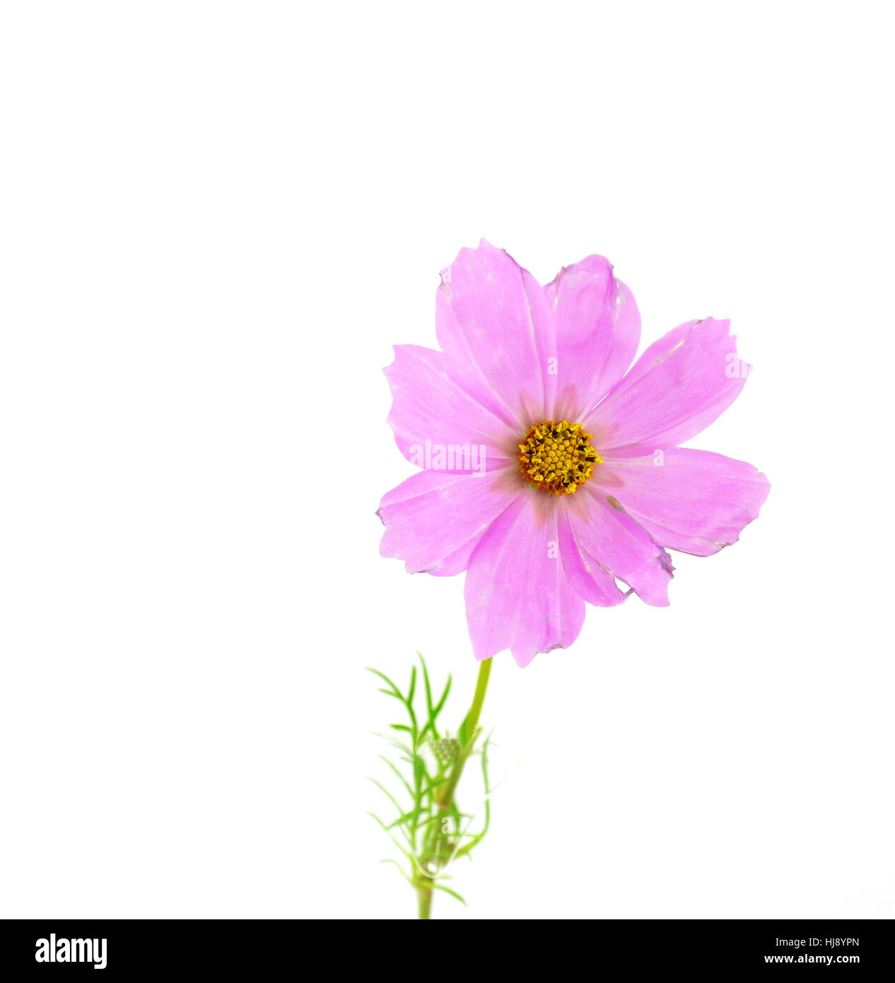 Single pink daisy over white Stock Photo - Alamy