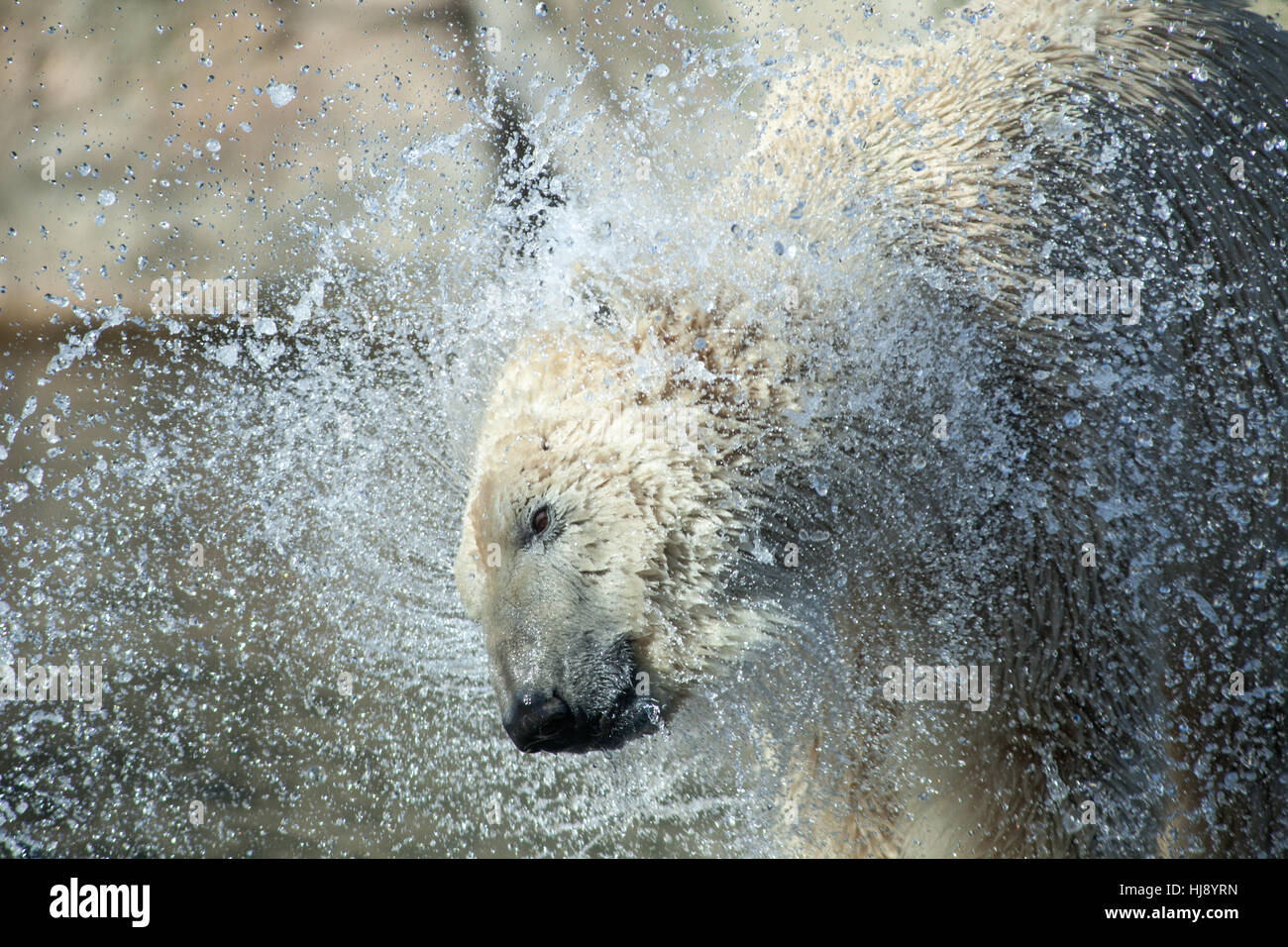 motion, postponement, moving, movement, polar bear, wellbeing, spring ...