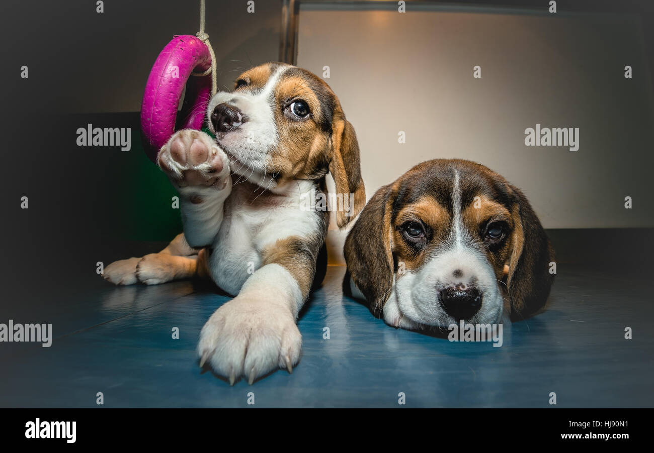 Beagle puppies hi-res stock photography and images - Alamy