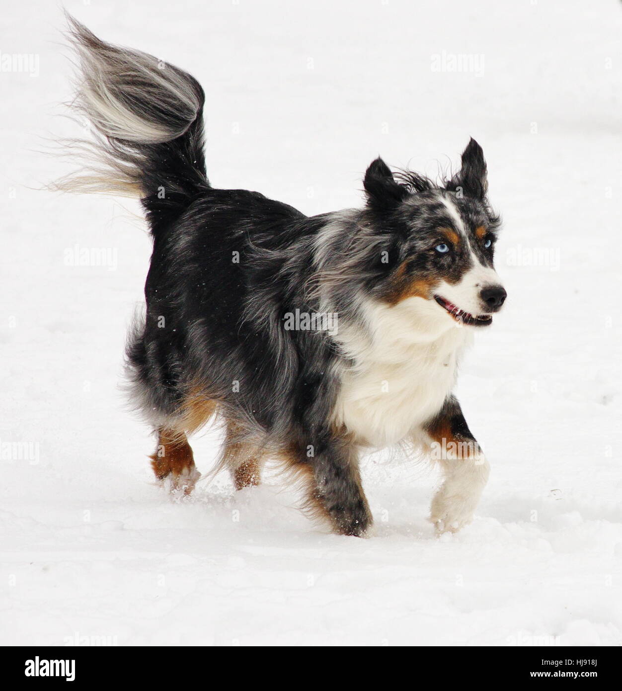 Haustierfoto hi-res stock photography and images - Alamy