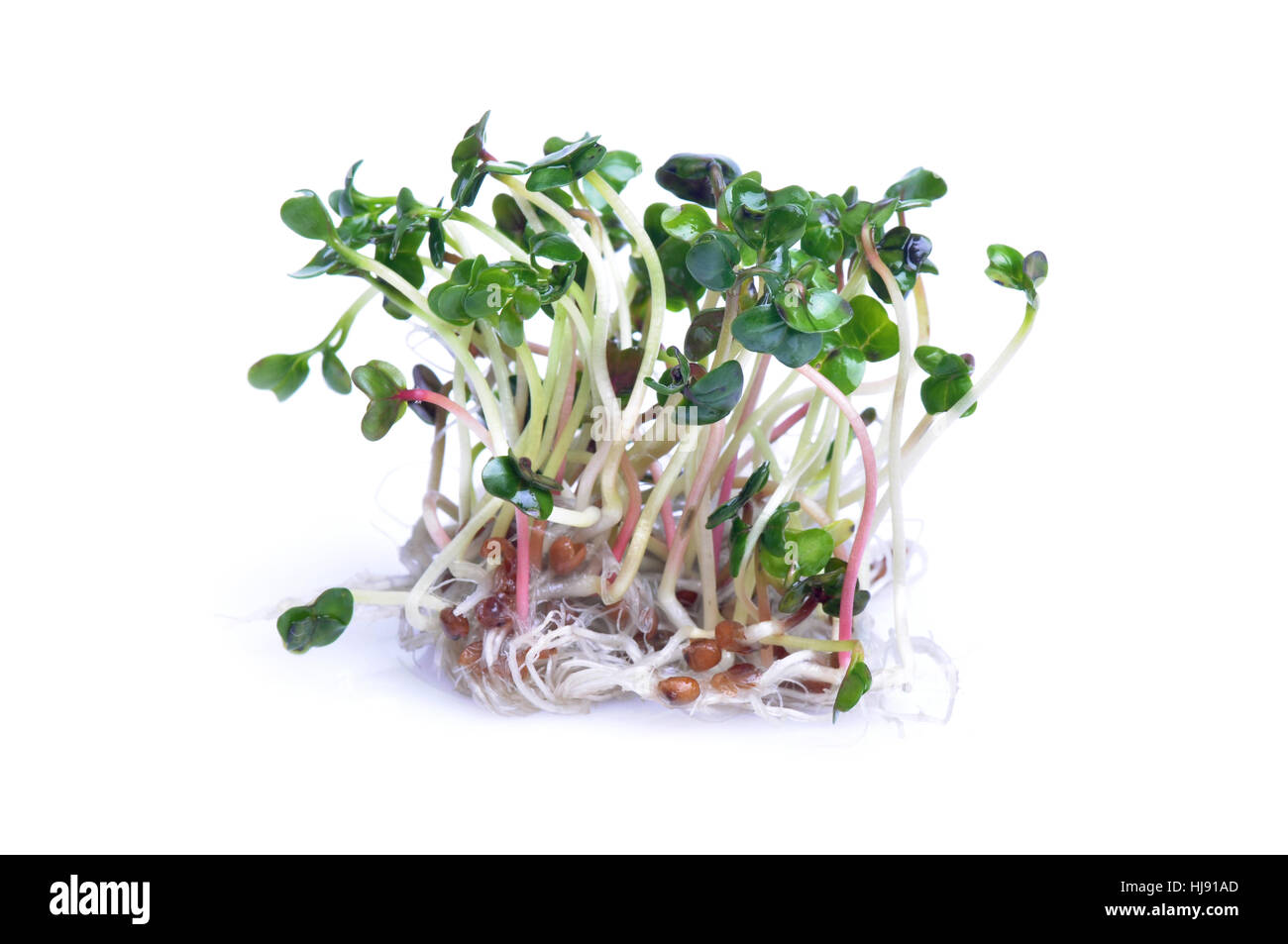 food, aliment, isolated, grow, radish, plants, sprout, lawn, green ...