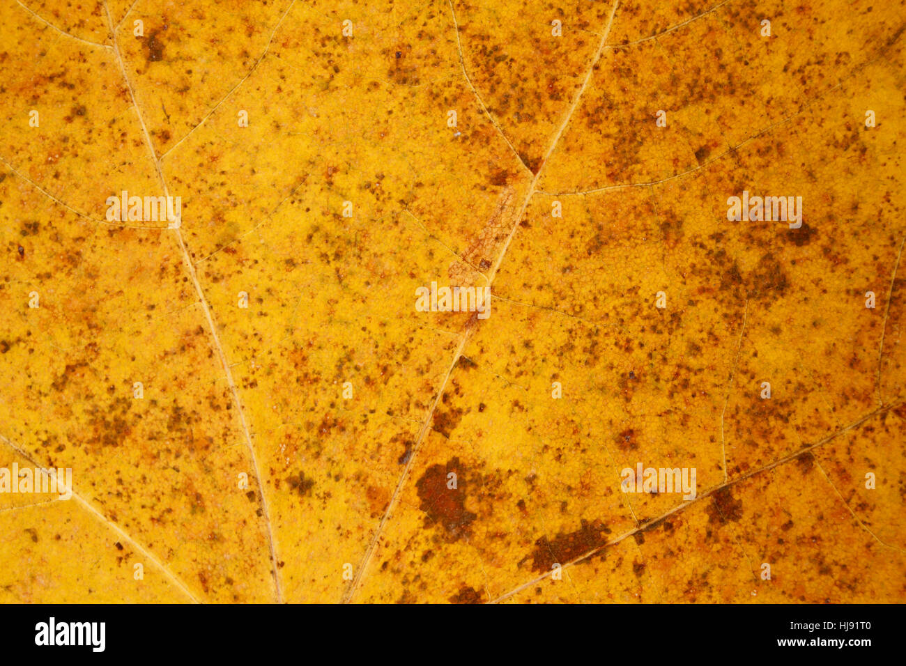 autumn foliage, structure, page, sheet, leaves, foliage, plant, nature ...
