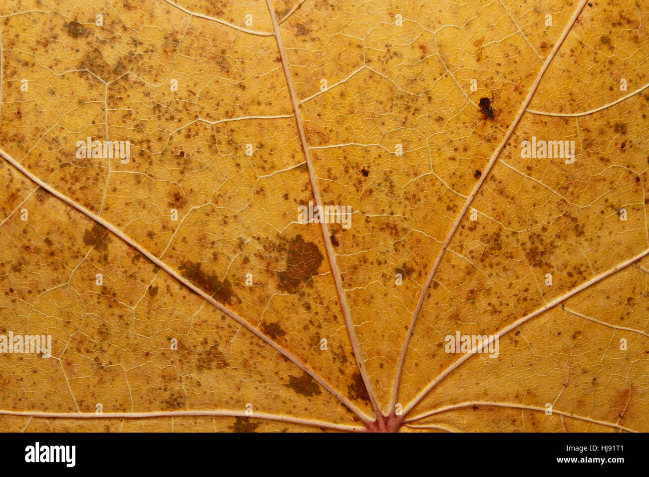 autumn foliage, structure, page, sheet, leaves, foliage, plant, nature ...